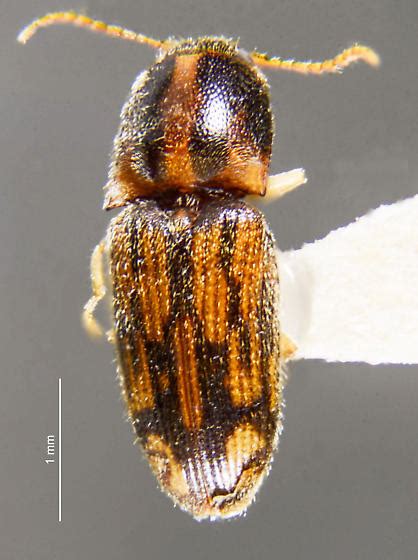 Conoderus Conoderus Bellus Bugguide Net