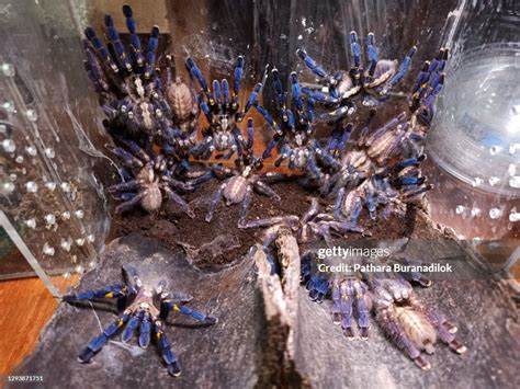 Poecilotheria Metallica Tarantula Spin Poecilotheria Metallica Voor
