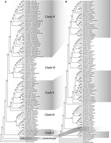 Phylogenetic Trees Inferred From Phyb And Phya Using Raxml