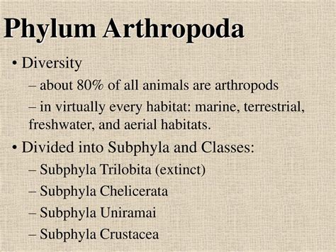 Phylum Arthropoda The Bugs Ppt Download