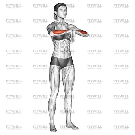 Wrist Extensor Stretch Exercise Guide Video Techniques Benefits How To Muscles Worked