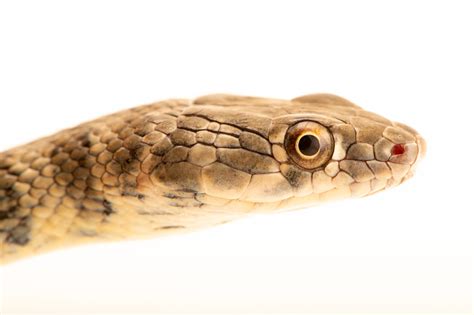 Male Wadi Racer Platyceps Rhodorachis Joel Sartore