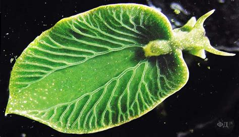 Chloroplasten Schnecken Meeresschnecken Stibitzen Die Fähigkeit Zur