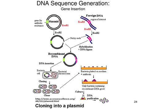 Ppt Sequence Optimization For Synthetic Genes Using Genetic