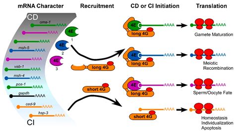 Ijms Free Full Text Cap Independent Mrna Translation In Germ Cells
