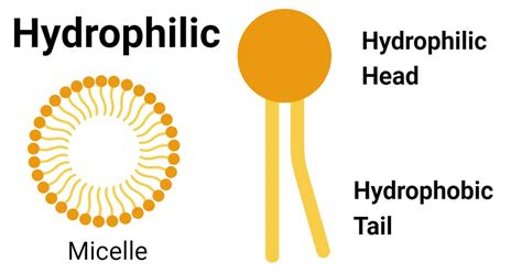 Hydrophilic Molecule Definition Examples Applications