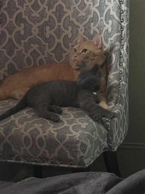 Cat Attacking Kitten R Cathelp