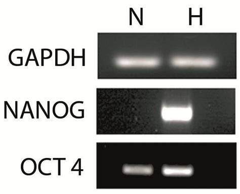 Semi Quantitative Rt Pcr Of Embryonic Stem Cell Marker Semi Download