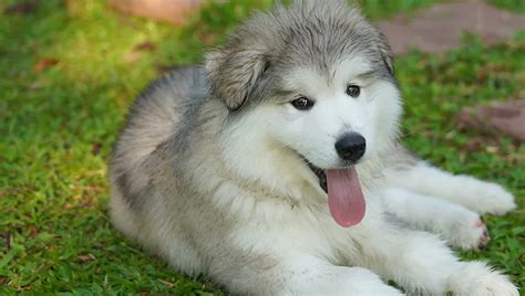 Why Do Malamute Puppies Specifically From China Look So 56 Off