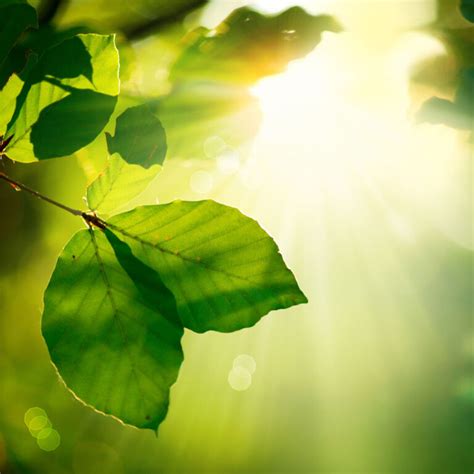 Cesga® 41 Examination Right Ordinary Nms Effas Academy