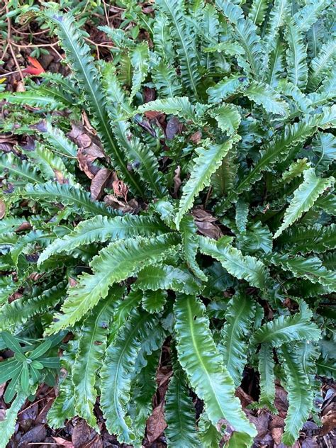 Asplenium Angustatum The Beth Chatto Gardens