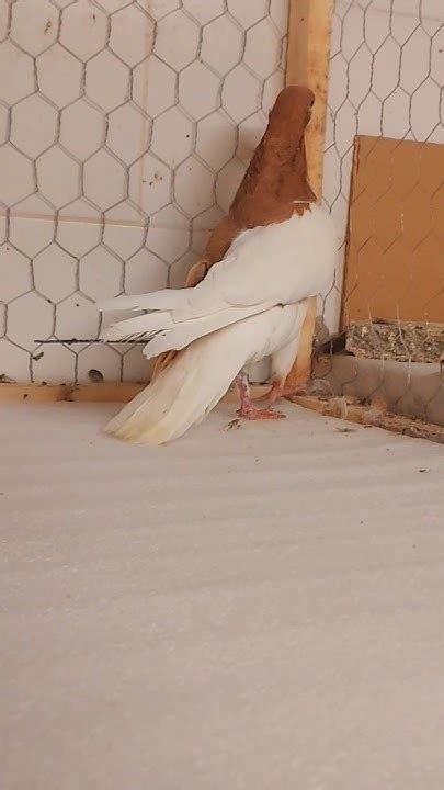 چپ زرد نر ۱۲۰۰ت۰۹۰۲۷۰۵۵۹۰۰رحمانی Youtube