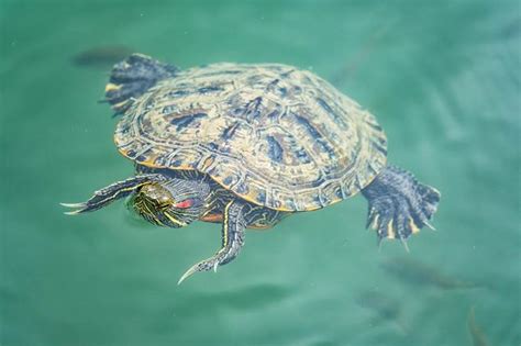 Red Eared Slider Turtle Ias Gyan