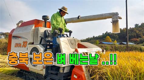 벼 수확 벼 수확시기 콤바인벼수확 Youtube