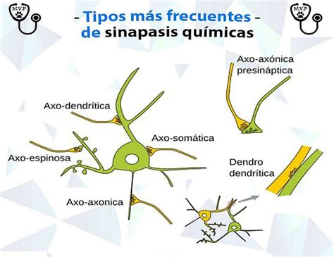 Tipos Mas Frecuentes De Sinapsis Química Fraii Udocz