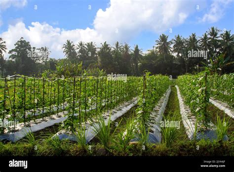 Young Long Bean Field Which Is In Its Infancy Of Leaves And Stems