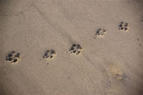 Картинки Следы Лисы 65 фото