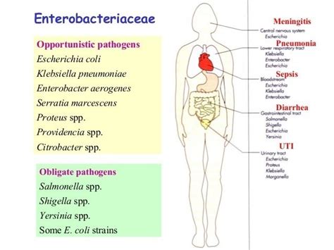 Enterobacteriaceae Alchetron The Free Social Encyclopedia