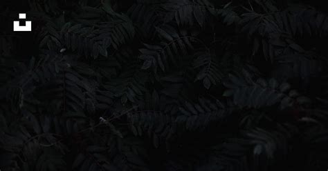 회색 나뭇잎 사진 Unsplash의 무료 검정 이미지