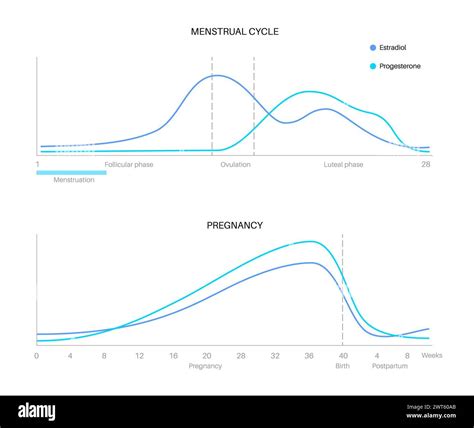 Print Graph For Menstrual Menstrual Cycle Graph Hi Res Stock