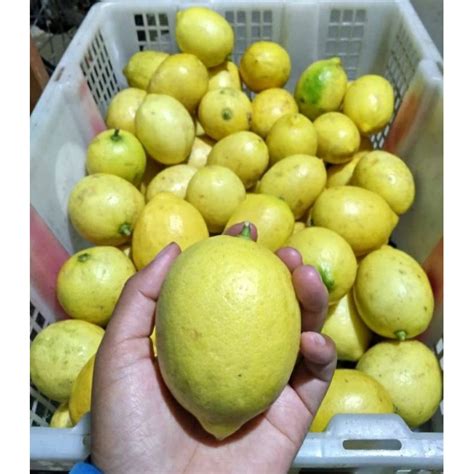 Jual Jeruk Lemon Lokal California Kg Segar Kg Indonesia Shopee