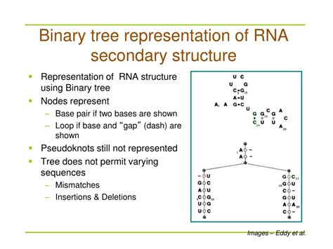 PPT RNA Folding NcRNA Discovery PowerPoint Presentation Free Download ID 3307369