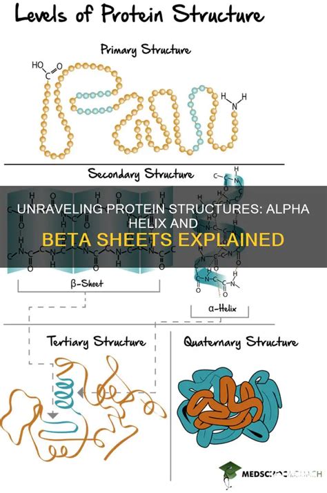 Unraveling Protein Structures Alpha Helix And Beta Sheets Explained Medshun