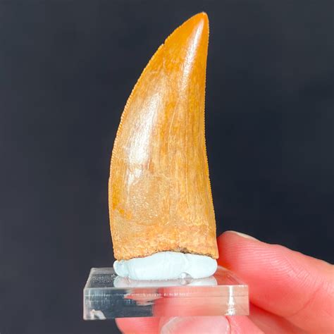 Carcharodontosaurus Fossil For Sale Unearthed Store