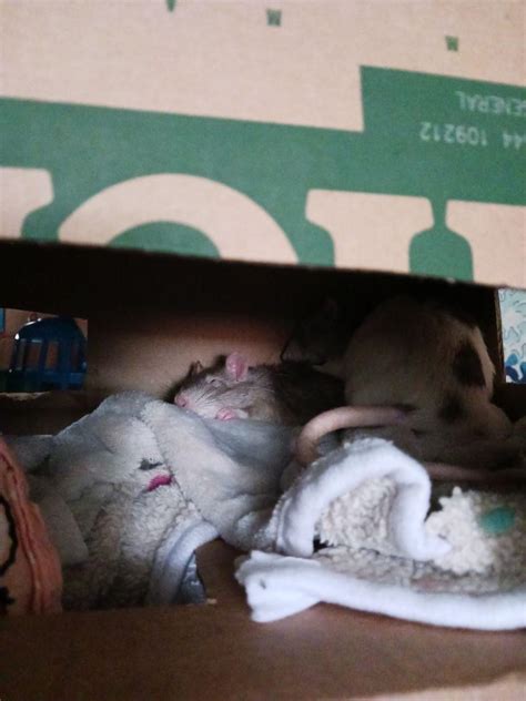 Rat Stack 🖤 Rrats