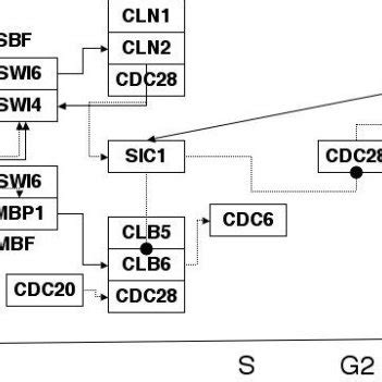 Known Yeast Cell Cycle Interactions Schematic Of Known Yeast Cell Download Scientific Diagram