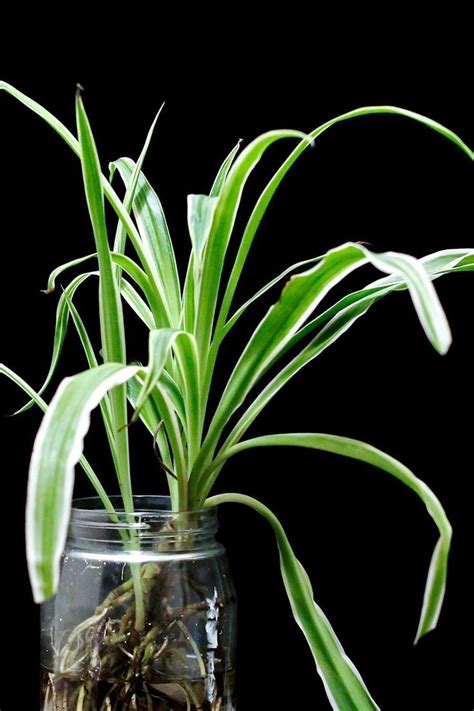 Discover The Amazing Benefits Of Spider Plants
