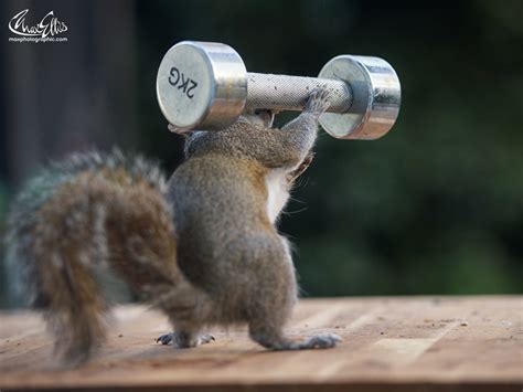 Buff Squirrel