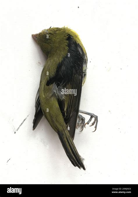 Piranga Cut Out Stock Images And Pictures Alamy