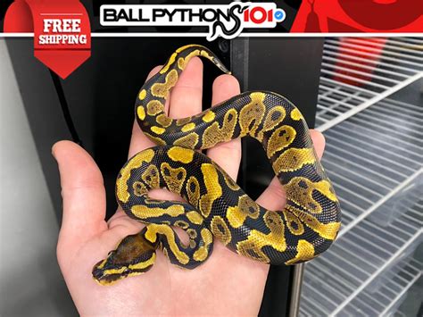 gravel dbl het ultramel clown ball python by ball pythons 101 morphmarket