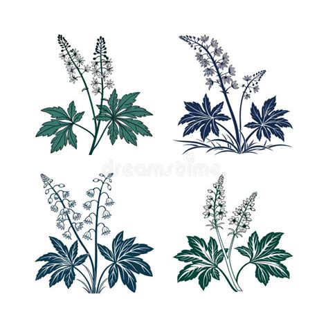 Bold Tiarella Houseplant Artwork Stock Illustrations 5 Bold Tiarella Houseplant Artwork Stock