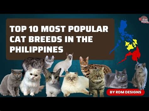 Top 10 Most Popular Cat Breeds In The Philippines Top 10 Cats In The