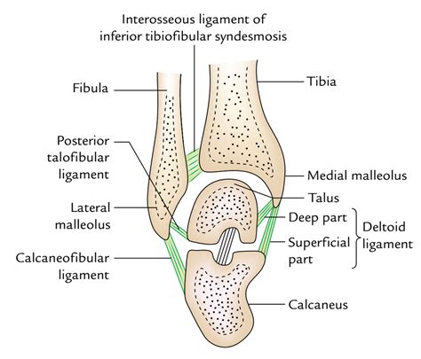 Ankle Joint Talocrural Joint Earths Lab