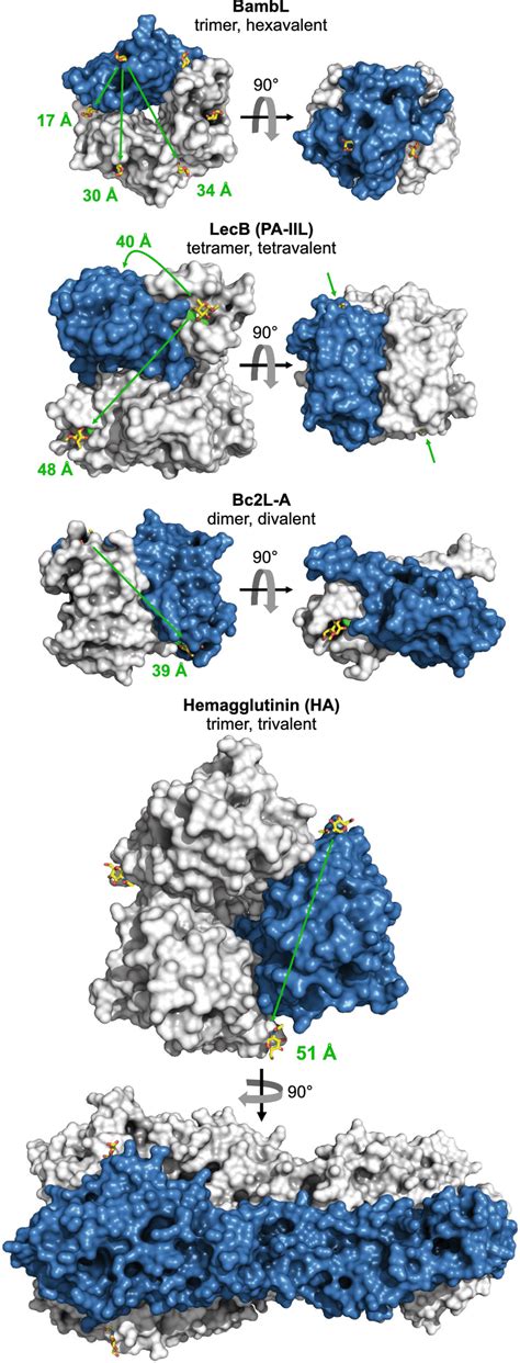 Structure Comparison Of B Cell Activating And Bcr Binding Lectins Download Scientific Diagram