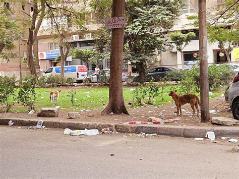 エジプトの狂犬病事情 狂犬病ワクチン接種について ‣ Candyworld