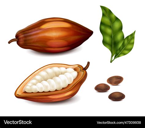 Realistic Cocoa Set Royalty Free Vector Image VectorStock