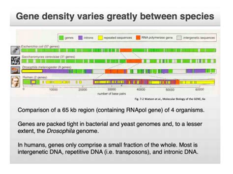 Module 1 Genetics Flashcards Quizlet