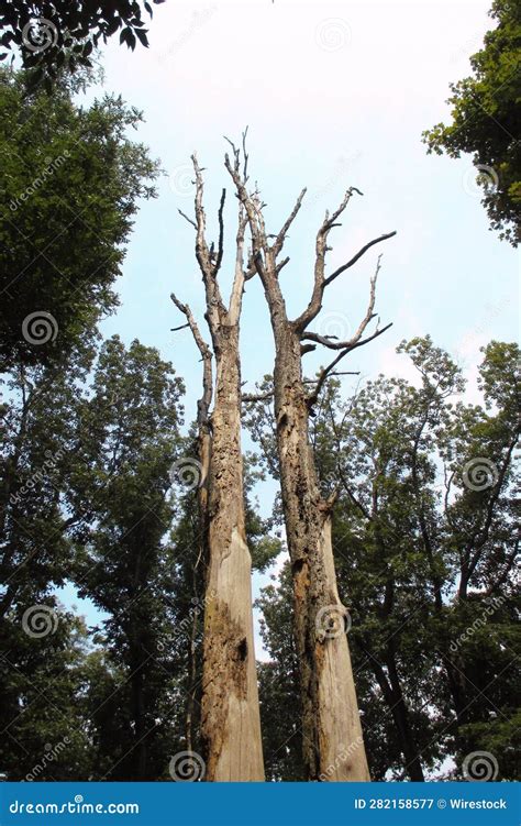 Dense Forest Featuring Tall Trees With Sparse Foliage Stock Image Image Of Canopy Majestic