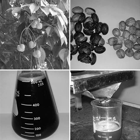 Rubber Seed And Crude Rubber Seed Oil Download Scientific Diagram