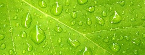 New Findings On Foliar Potassium