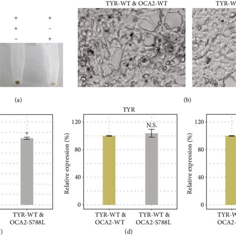 Functional Assay Of The Oca2 Mutation A Evaluation Of Cell Pellets