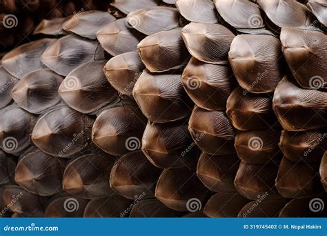 Close Up Photo Of Pangolin Scales Texture Background Stock Illustration Close Up Photo Of Pangolin Scales Texture Background Stock Illustration