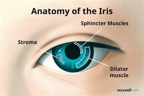 Iris Anatomy Function And Associated Conditions