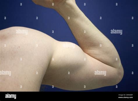 Arm And Bicep Muscle Stock Photo Alamy