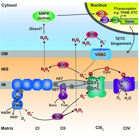 Main Sites Of ROS Generation By The ETC And Possible Pathways Of Download Scientific Diagram