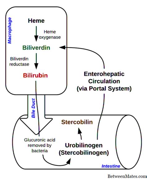 Conjugated Bilirubin At Unconjugated Bilirubin Agham 2025